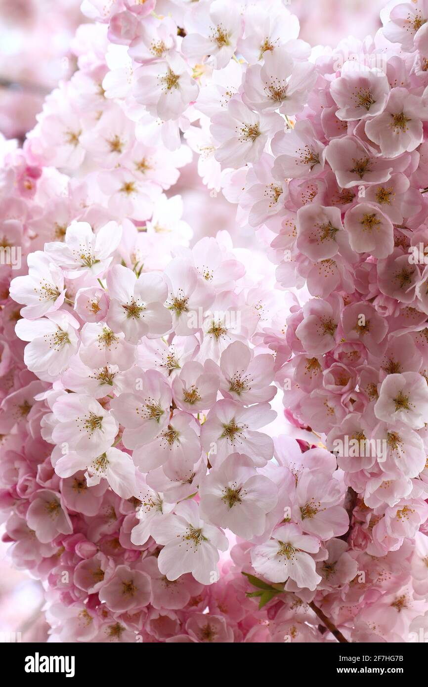Close up cherry blossoms in hi-res stock photography and images - Alamy