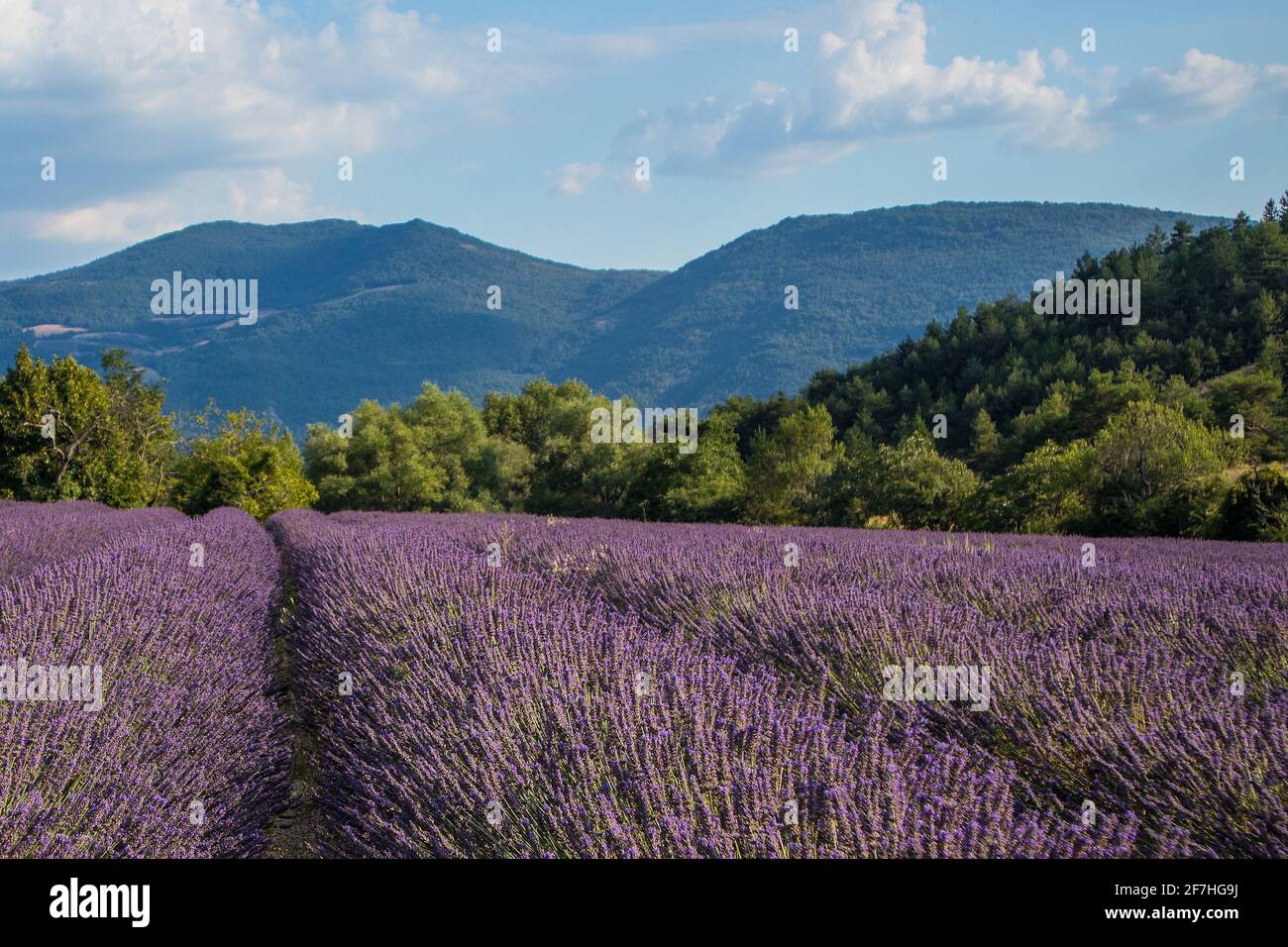 Horizontal picture of blooming lavender fields in France with mountains ...