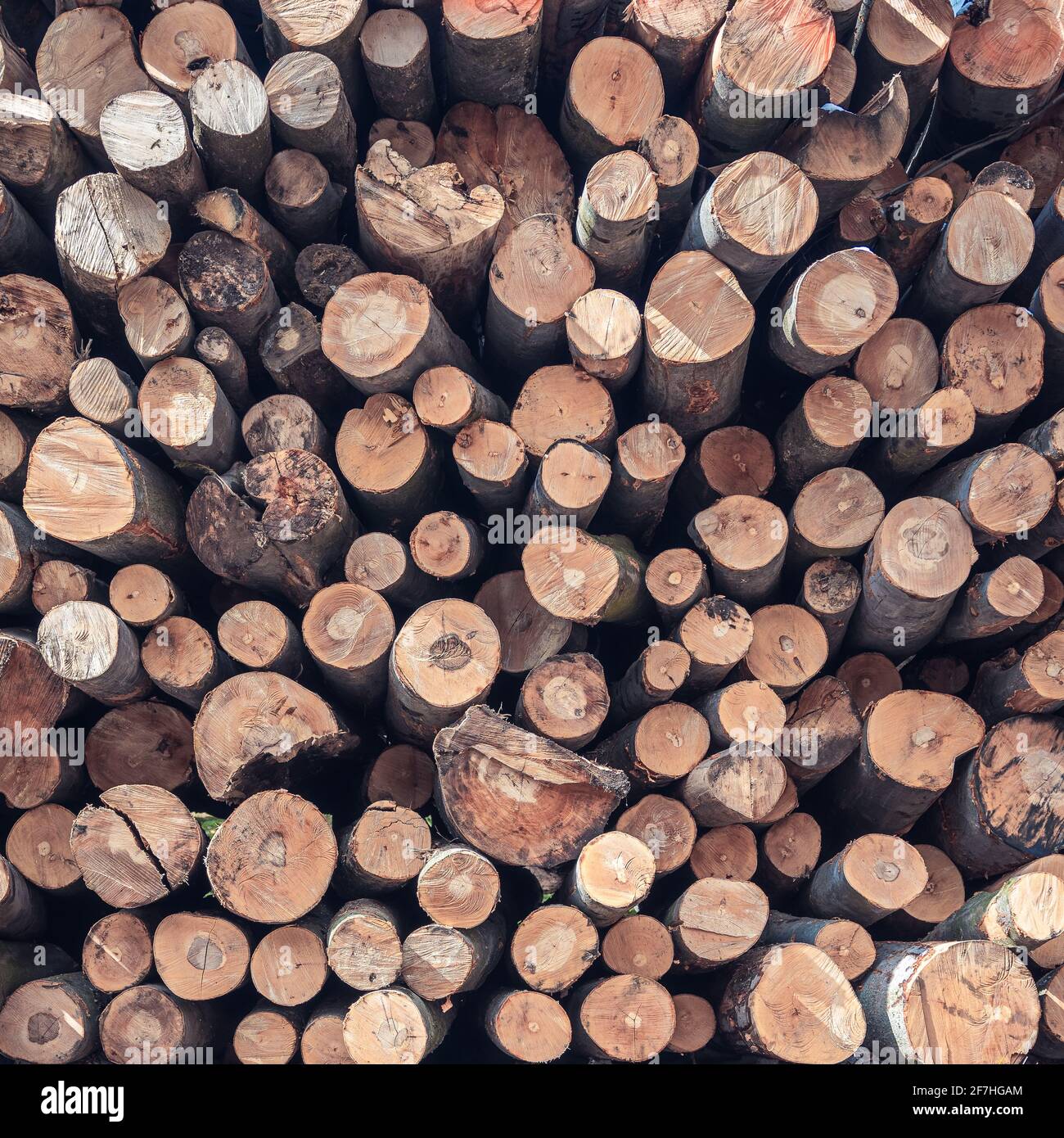 Texture of round wooden logs, background Stock Photo - Alamy