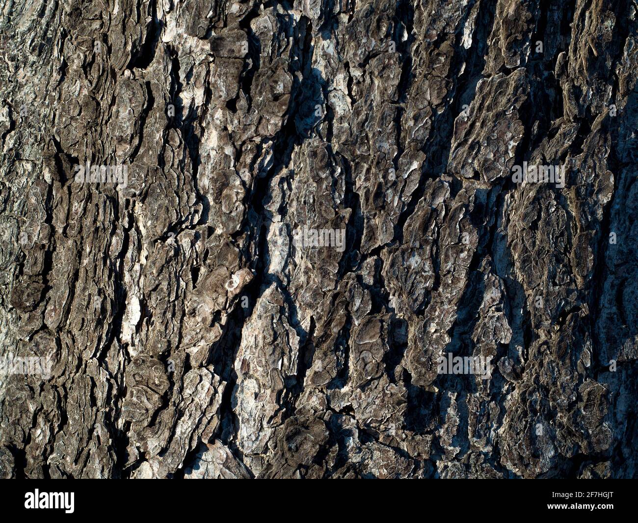 very old tree bark texture Stock Photo - Alamy