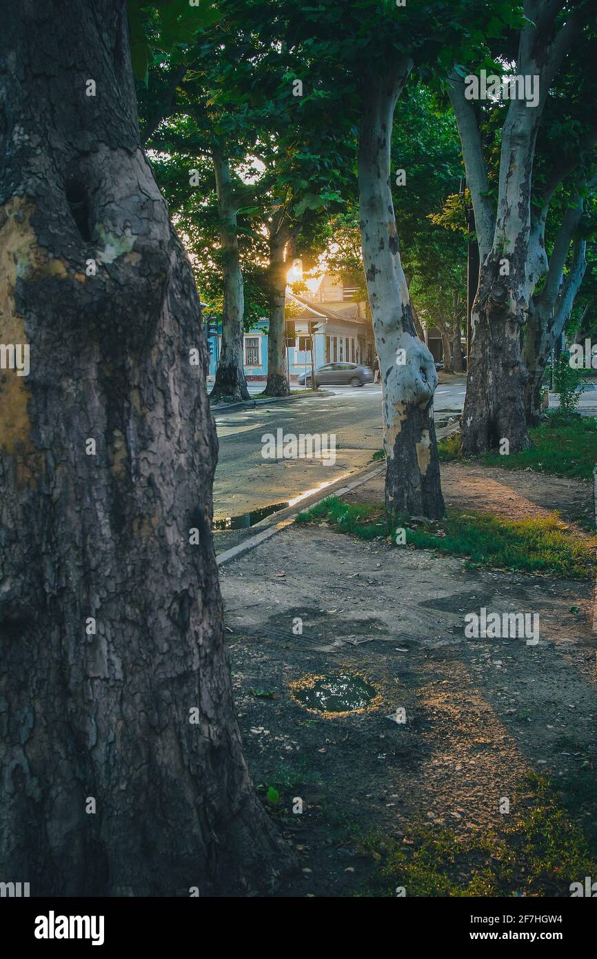 Old rough street or avenue with worn surface viewed between majestic ...
