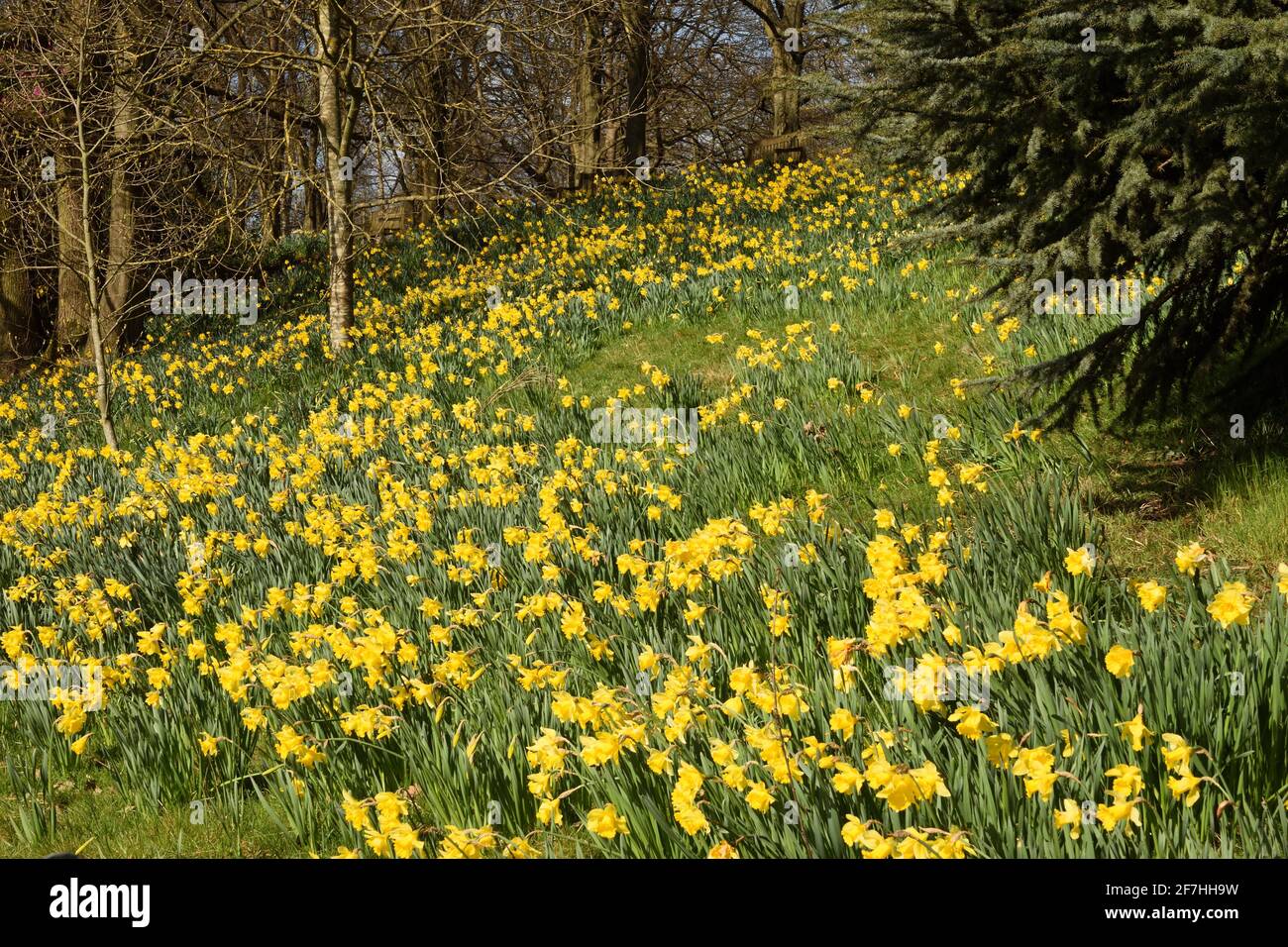 Daffodils flowering at Kenwood House gardens during spring. London ...
