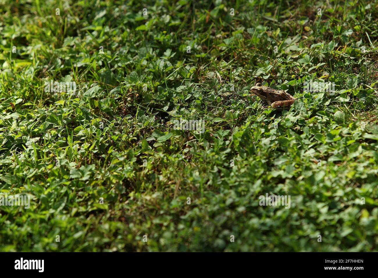 Small brown frog hi-res stock photography and images - Alamy