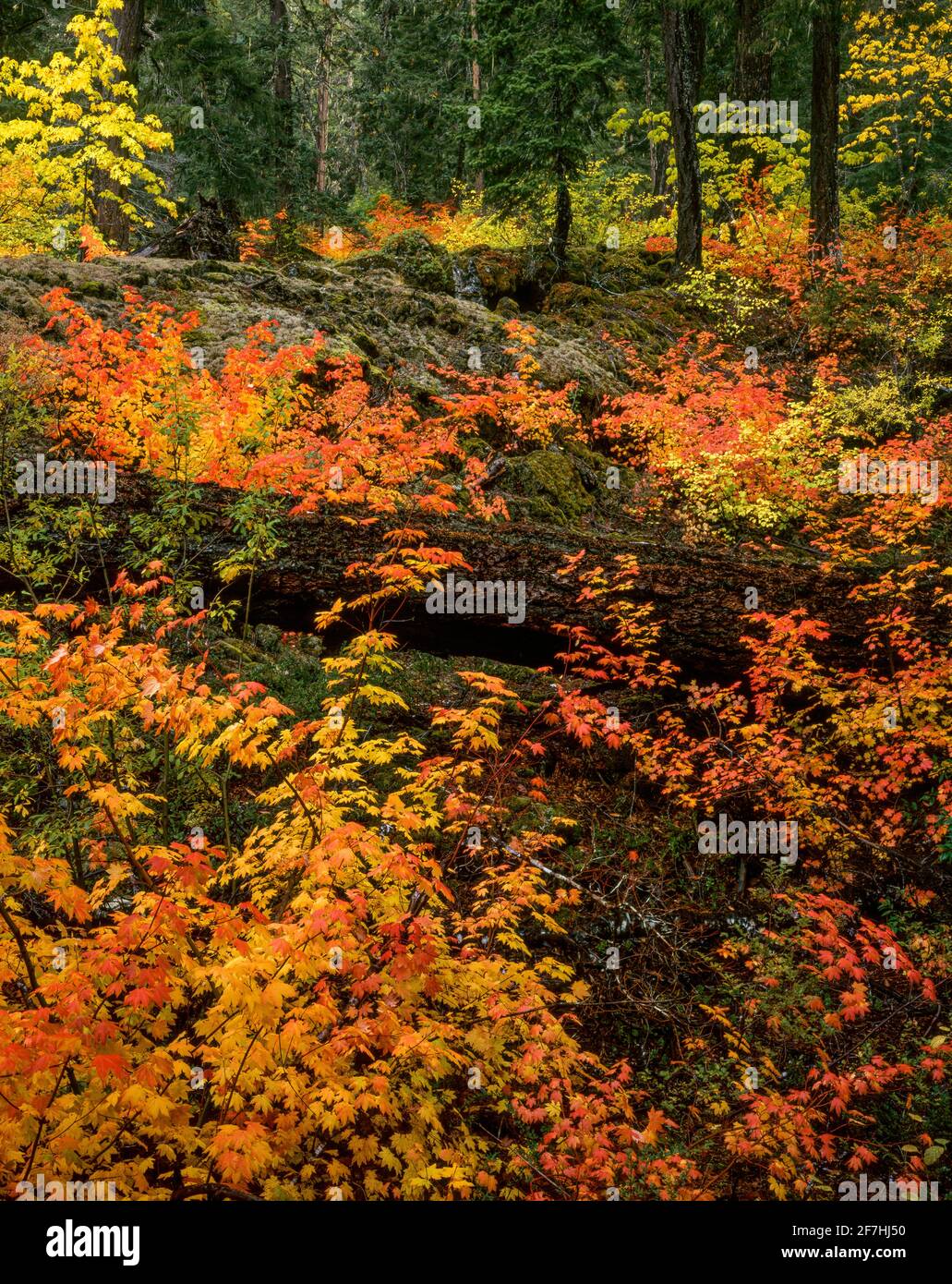 Vine maple hi-res stock photography and images - Alamy