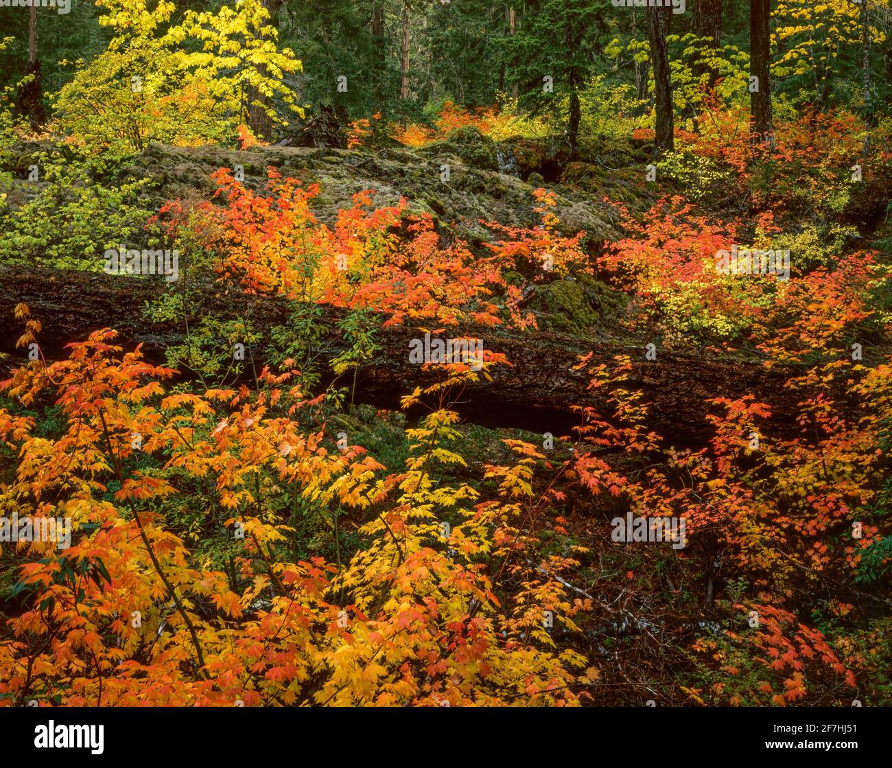 Vine maple hi-res stock photography and images - Alamy