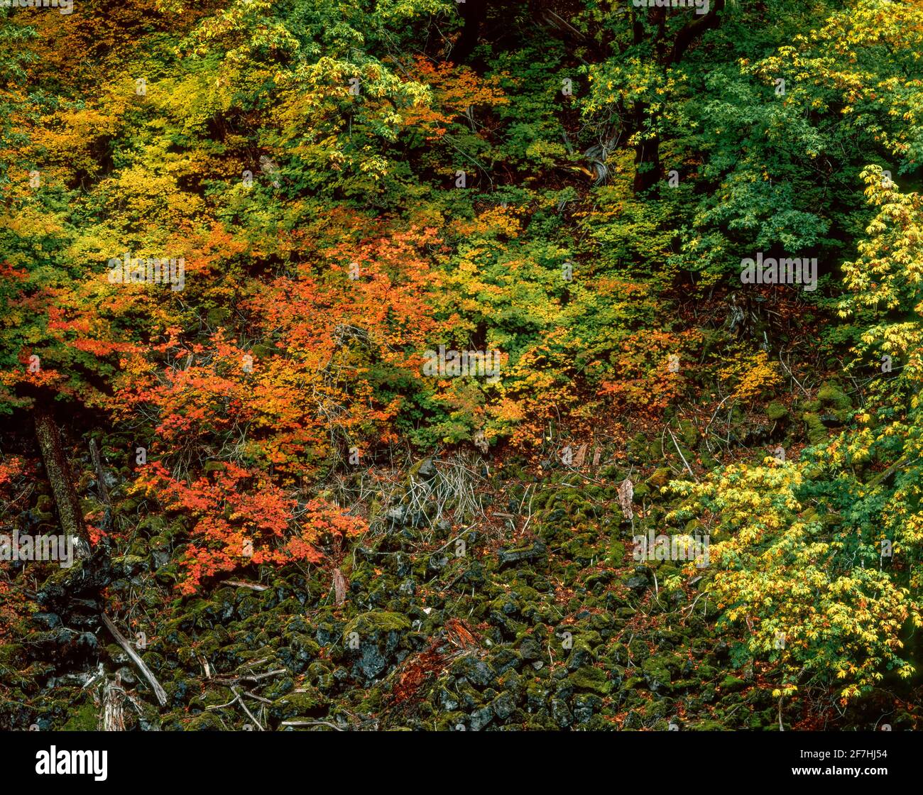 Vine maple trees hi-res stock photography and images - Alamy
