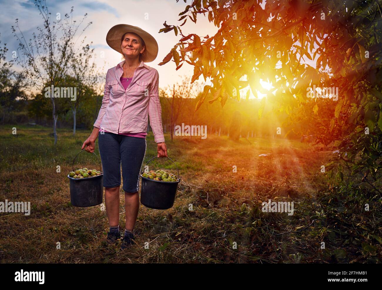 Woman farmer harvesting walnuts in buckets at sunset Stock Photo - Alamy