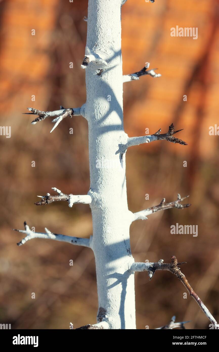 Apple or pear tree trunk covered with white paint whitewash to protect ...