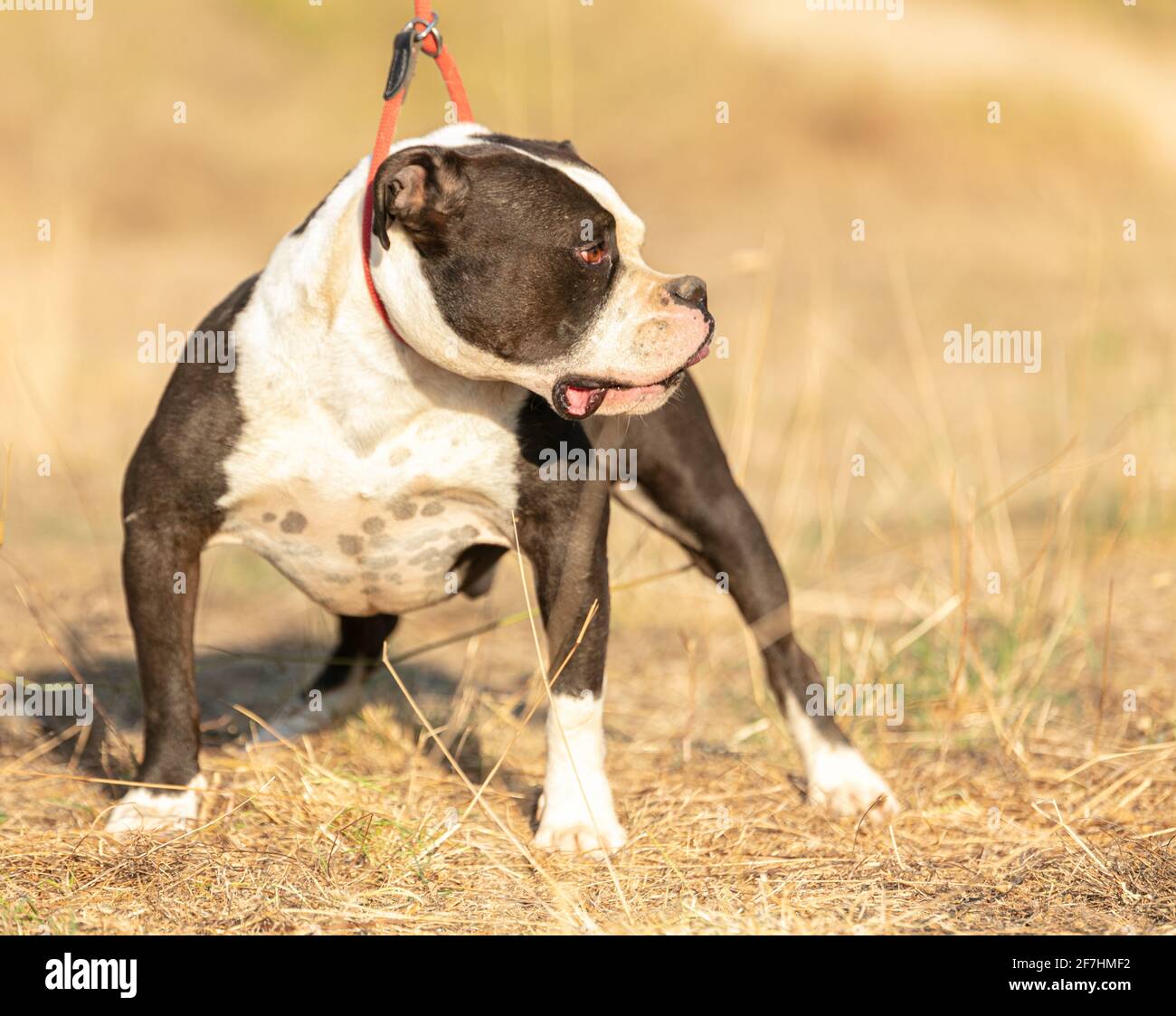 Young american black and white bully outdoor Stock Photo - Alamy