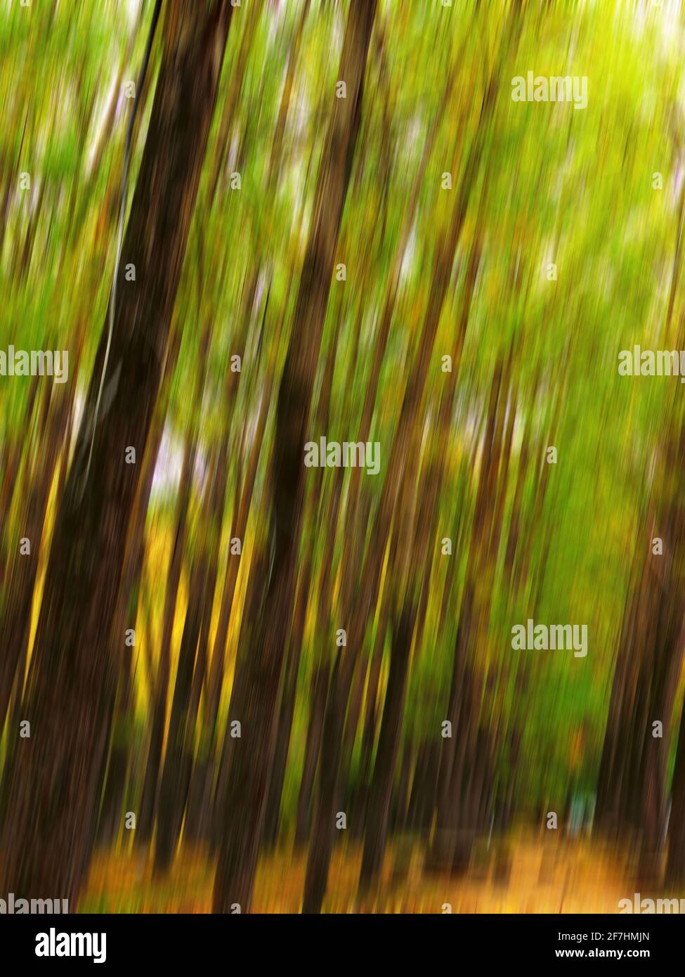 Abstract background. Nature background. Forest with moving trees Stock ...