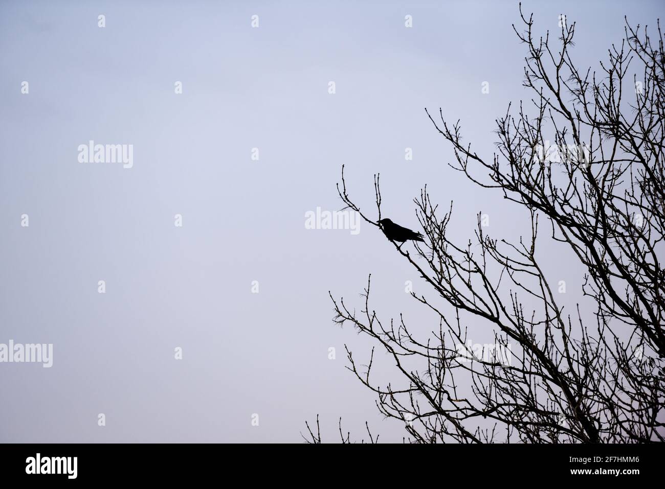 A single bird in profile the black crow is silhoutted against the sky ...