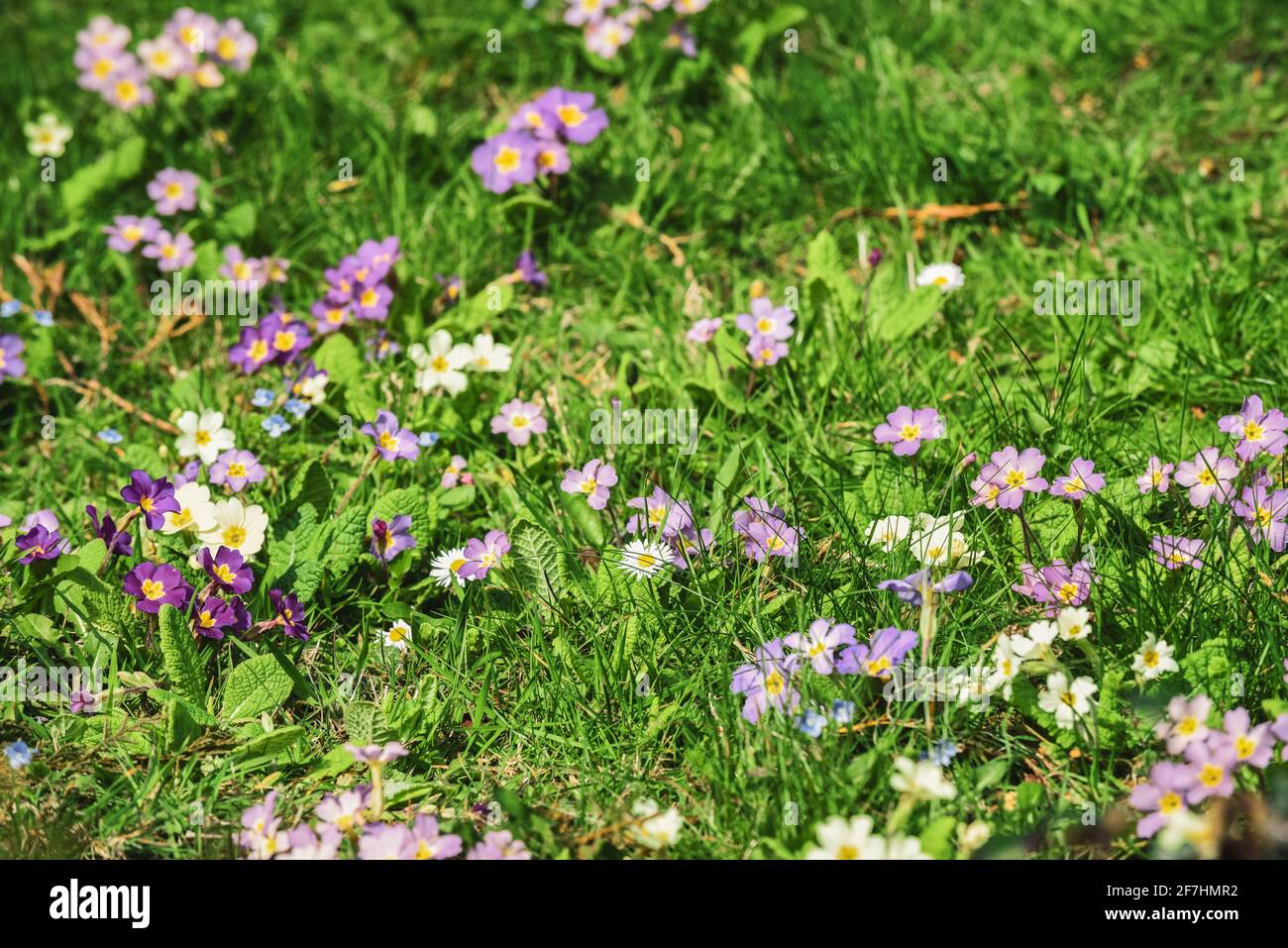 Small colourful flowers grow in the grass in a spring meadow or field ...