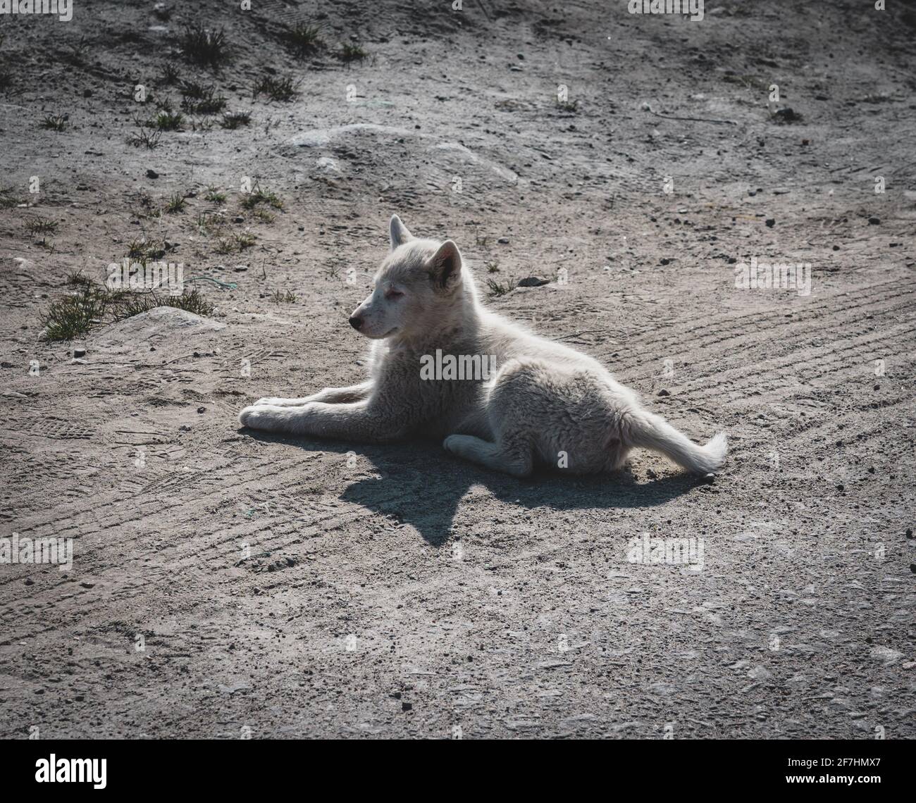 Chained sled dog or husky in Ilulissat, Greenland Stock Photo - Alamy