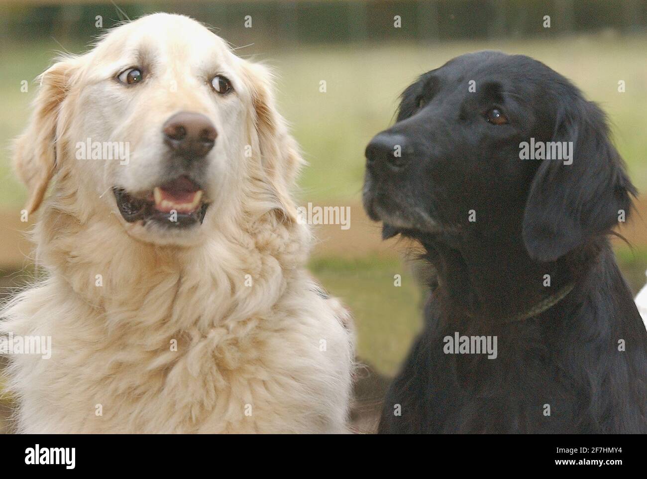 ANGUS (LEFT) WITH BEST PAL FINLAY AFTER HIS LIFE SAVING OPERATION ...