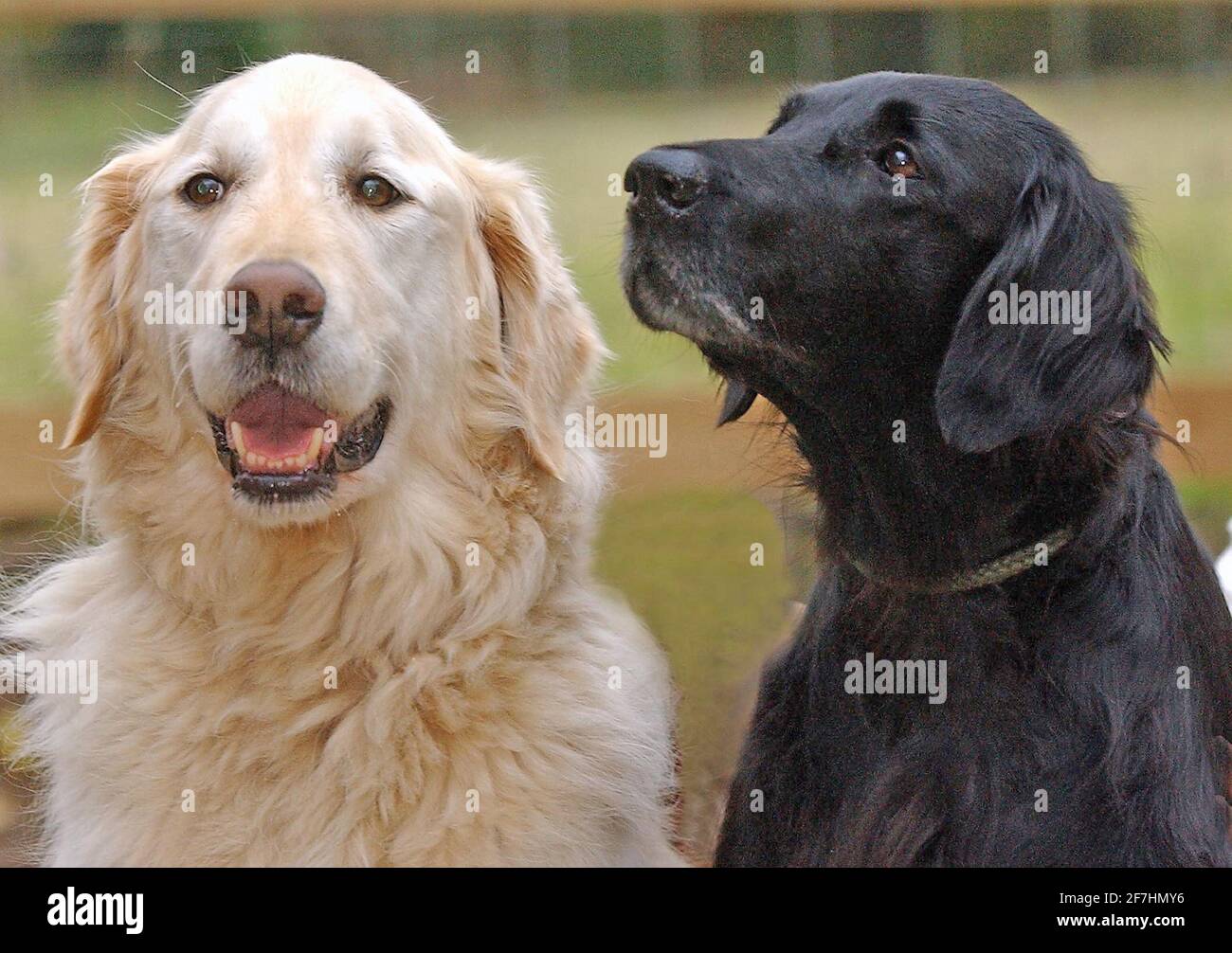 ANGUS (LEFT) WITH BEST PAL FINLAY AFTER HIS LIFE SAVING OPERATION ...