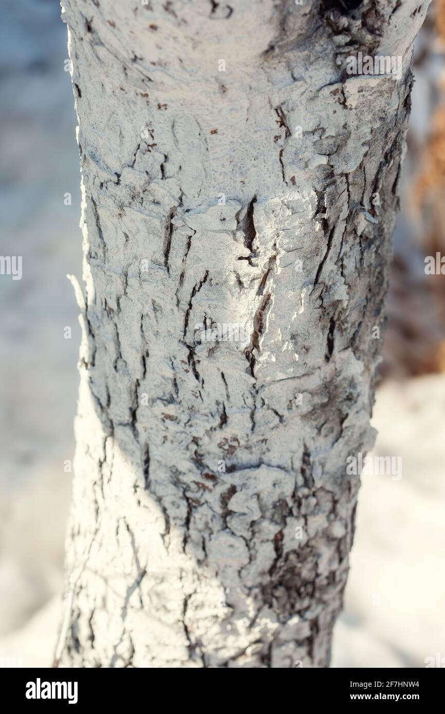 Apple or pear tree trunk covered with white paint whitewash to protect ...