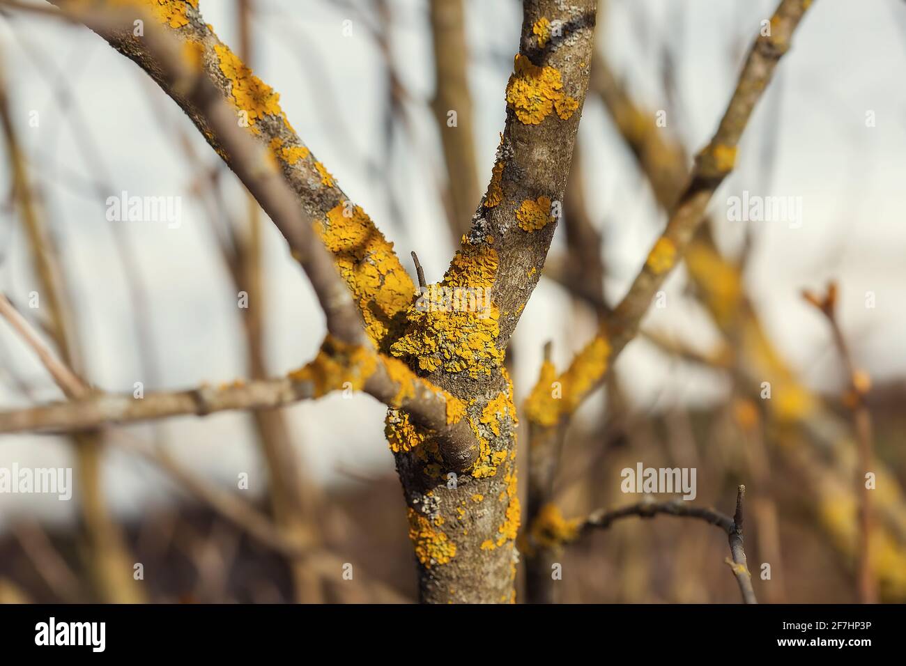 Tree branch covered with orange lichen close-up macro photo Stock Photo ...