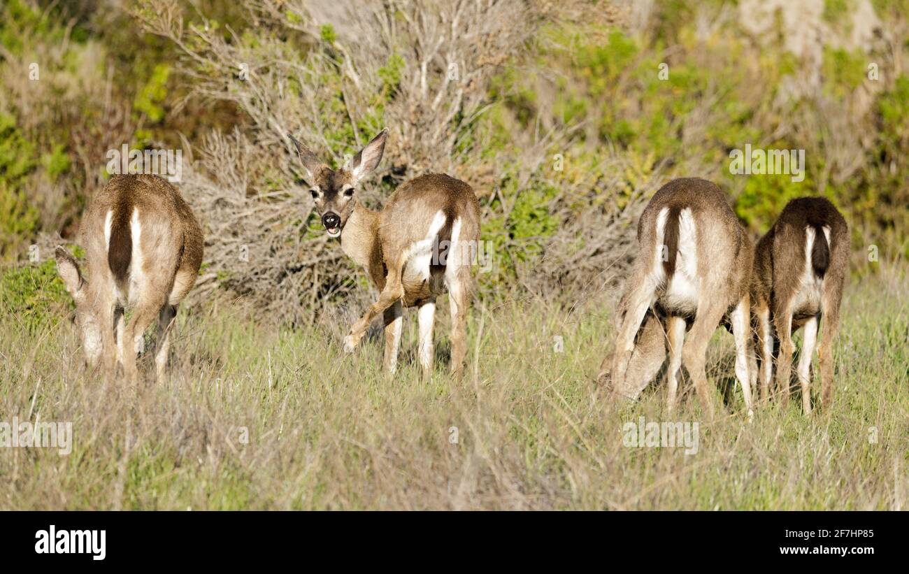 Columbian black-tailed deer family grazing rear views Stock Photo - Alamy