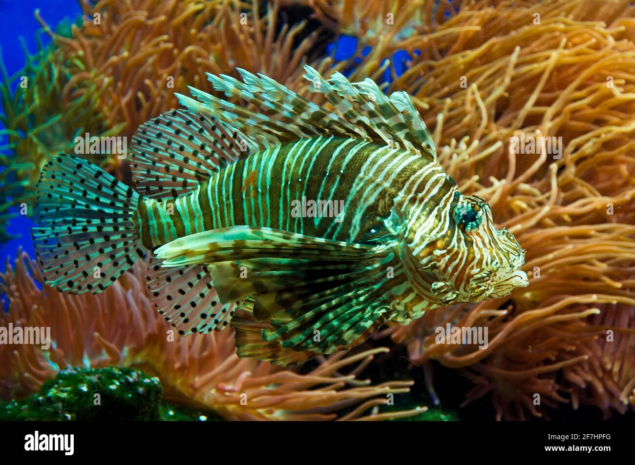 Tropical marine fish Stock Photo - Alamy