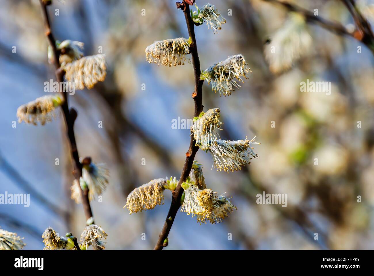 Spring blossom of the wild salix branch Stock Photo - Alamy