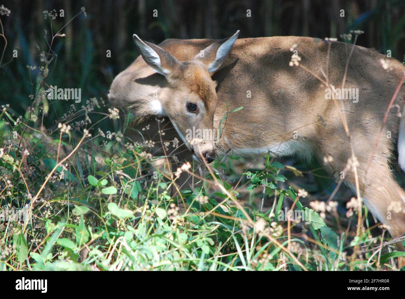 Nubbin hi-res stock photography and images - Alamy