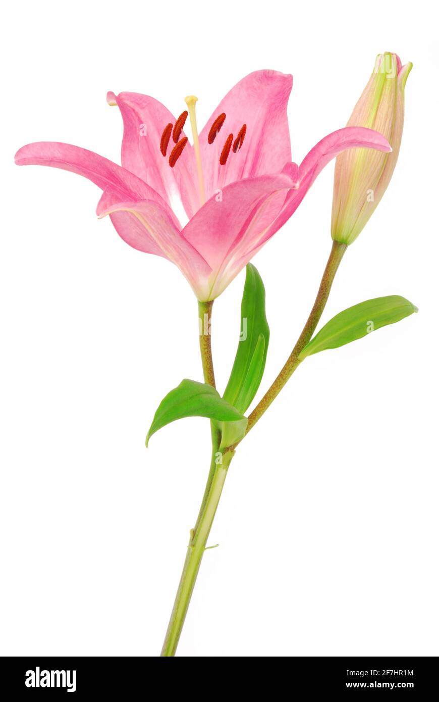 Lilly head Cut Out Stock Images & Pictures - Alamy