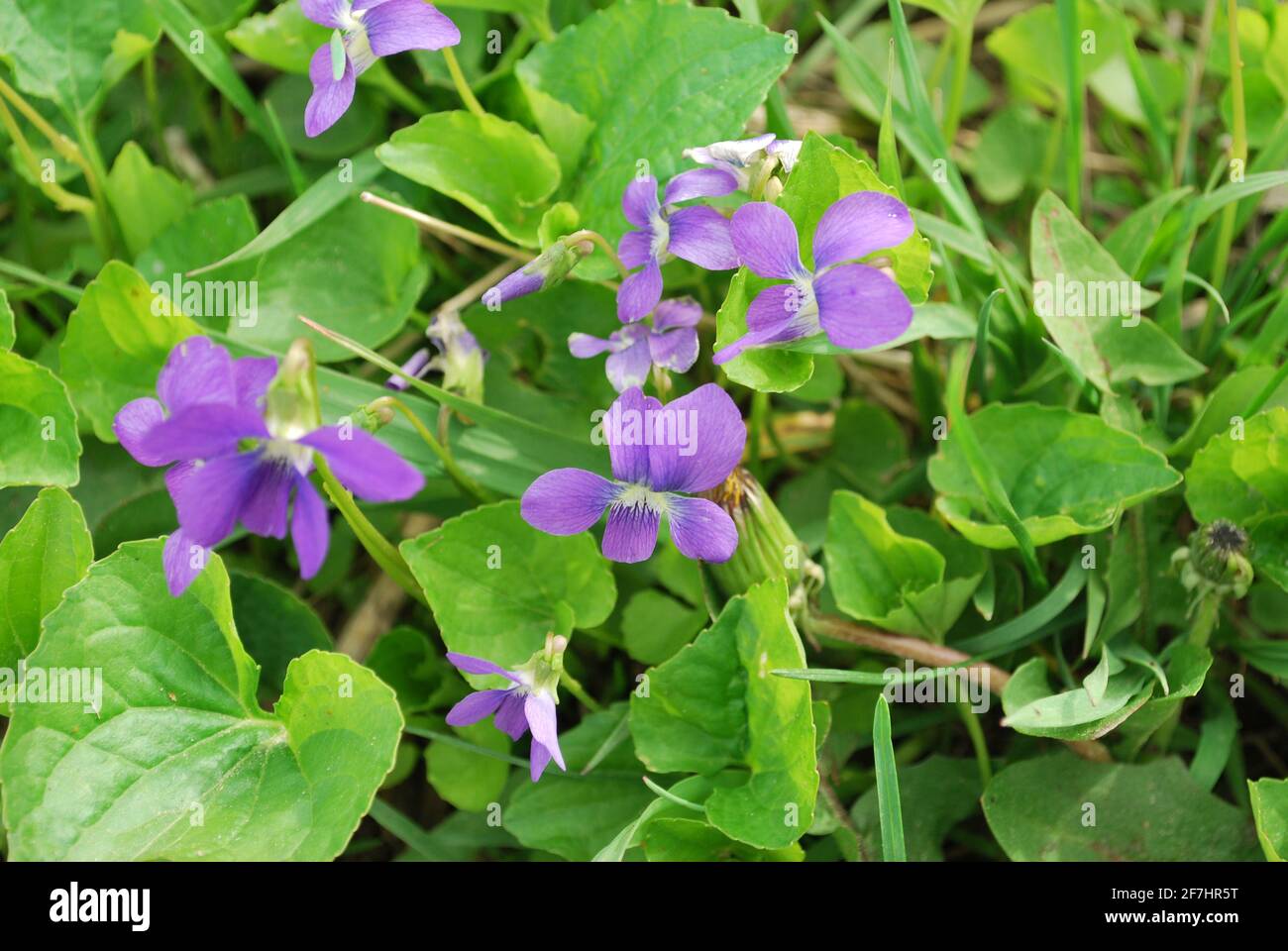 Wild violets hi-res stock photography and images - Alamy