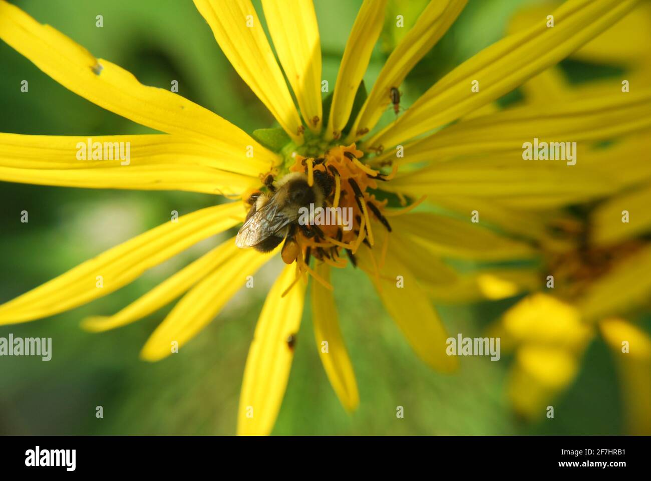Flying insects bee hi-res stock photography and images - Alamy