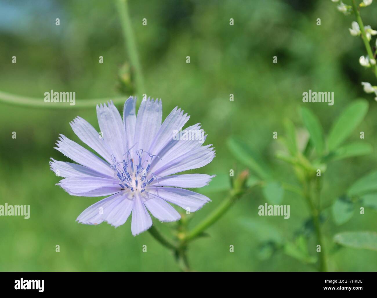Chicory root flower Stock Photo - Alamy