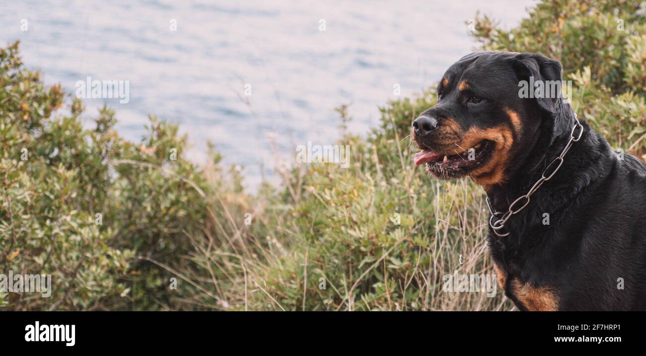An imposing American line rottweiler enjoying a day of hunting in the ...