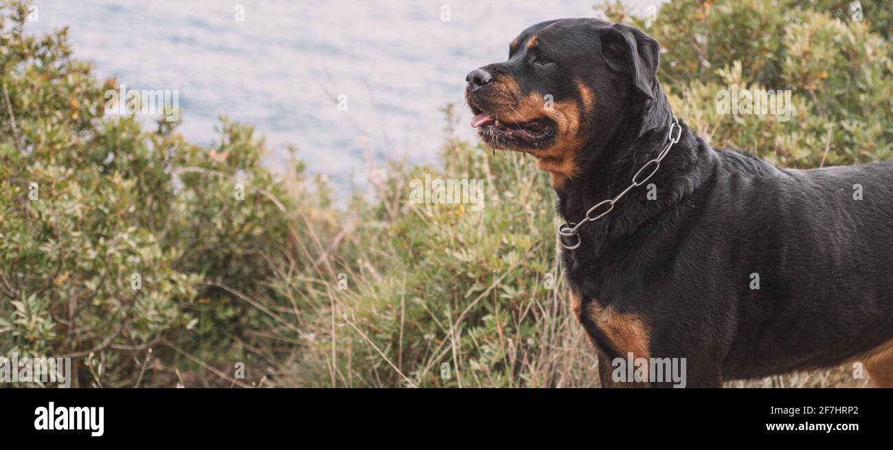 An imposing American line rottweiler enjoying a day of hunting in the ...