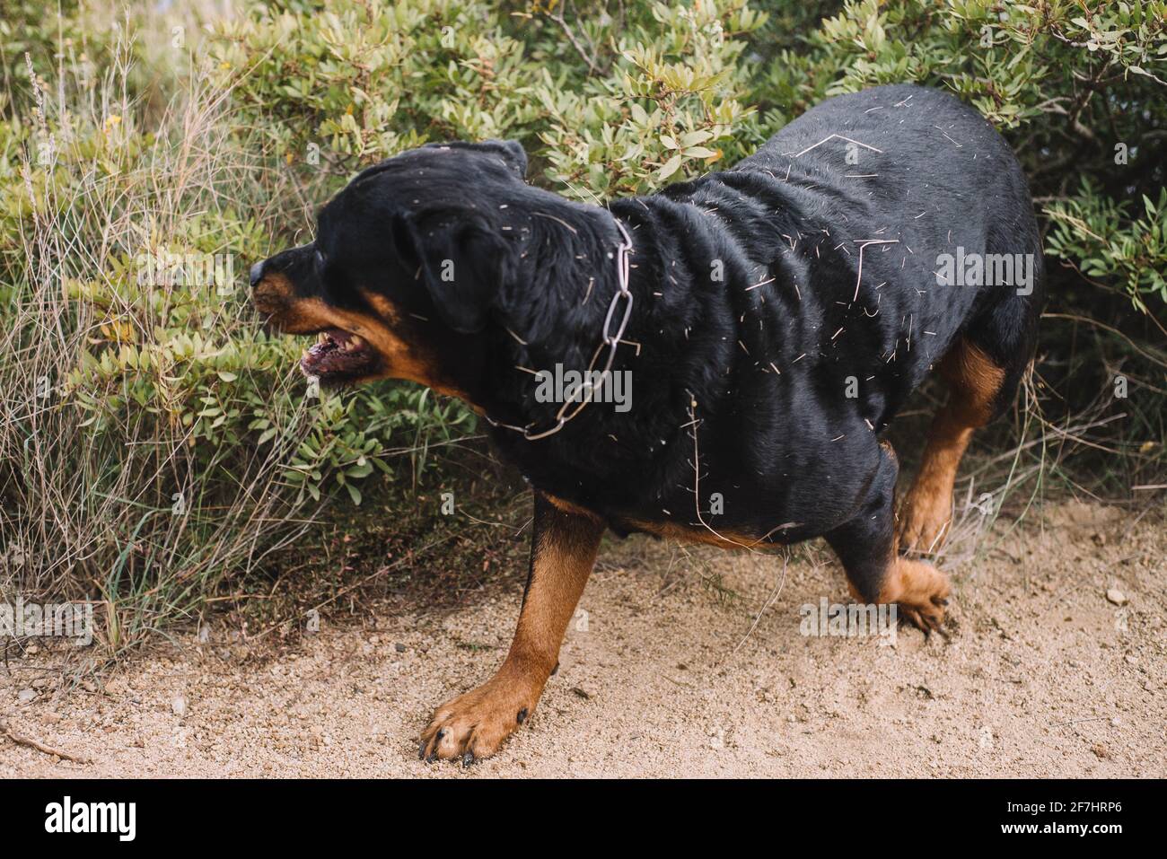 An imposing American line rottweiler enjoying a day of hunting in the ...