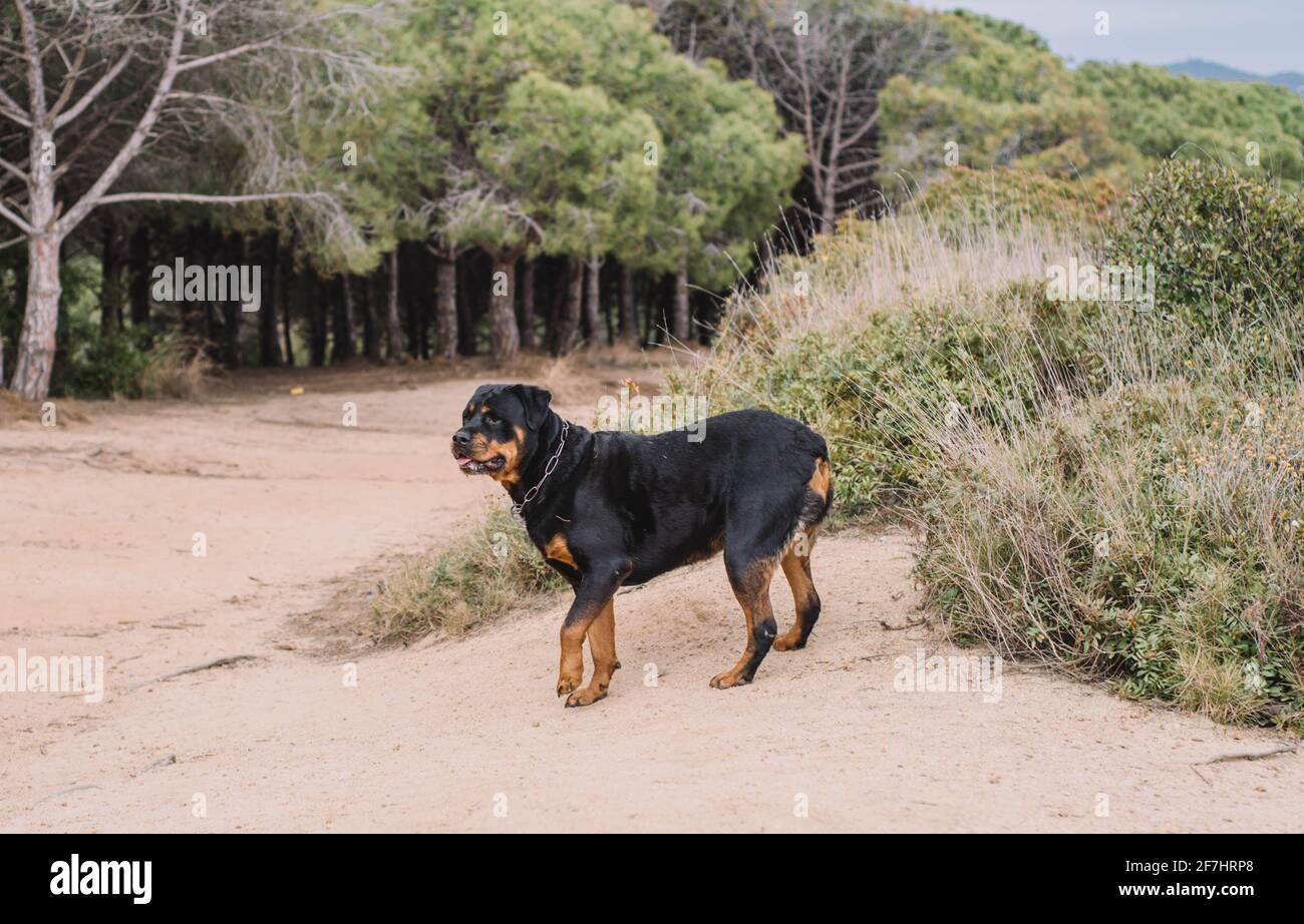 An imposing American line rottweiler enjoying a day of hunting in the ...