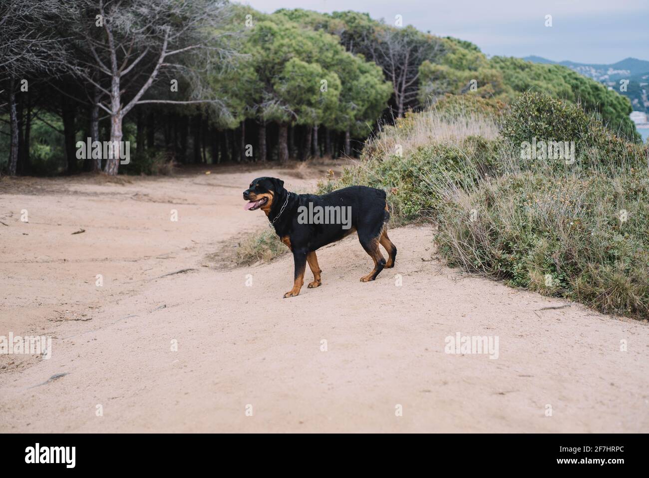 An imposing American line rottweiler enjoying a day of hunting in the ...