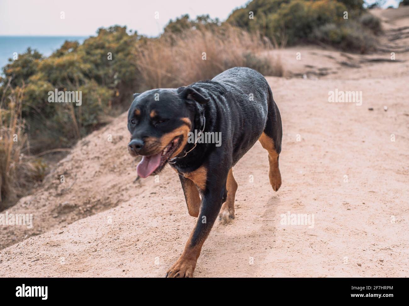 An imposing American line rottweiler enjoying a day of hunting in the ...