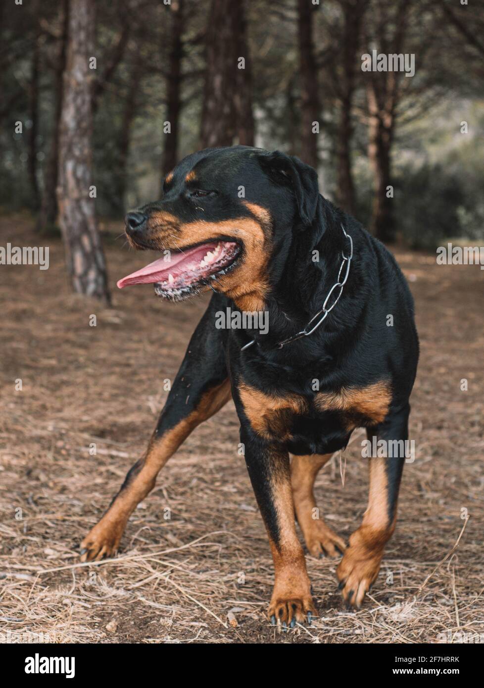 An imposing American line rottweiler enjoying a day of hunting in the ...