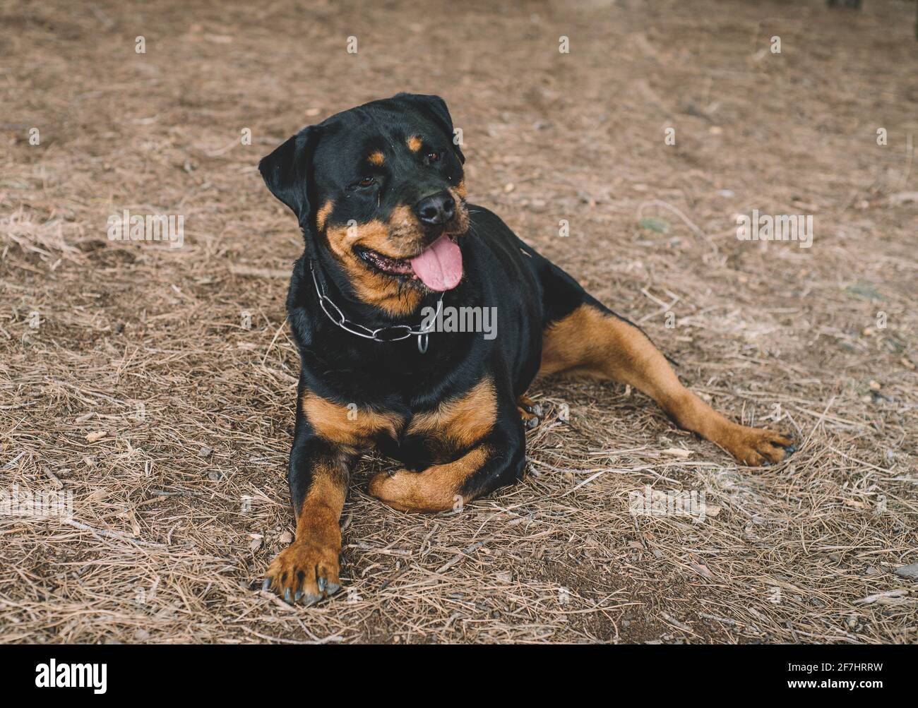 An imposing American line rottweiler enjoying a day of hunting in the ...