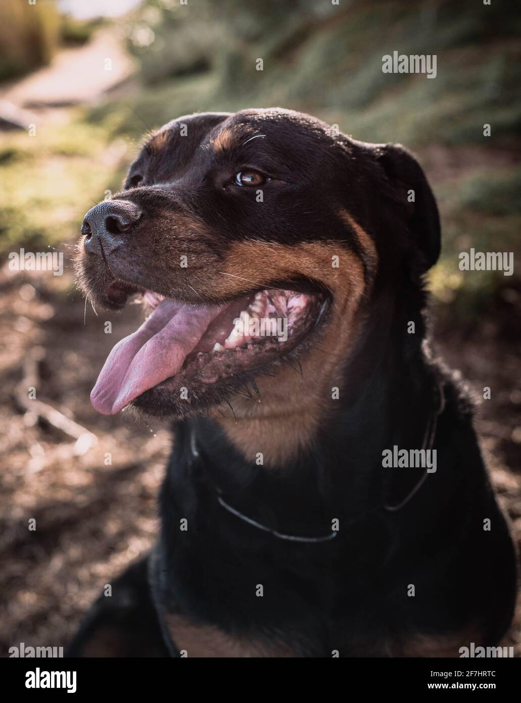An imposing American line rottweiler enjoying a day of hunting in the ...
