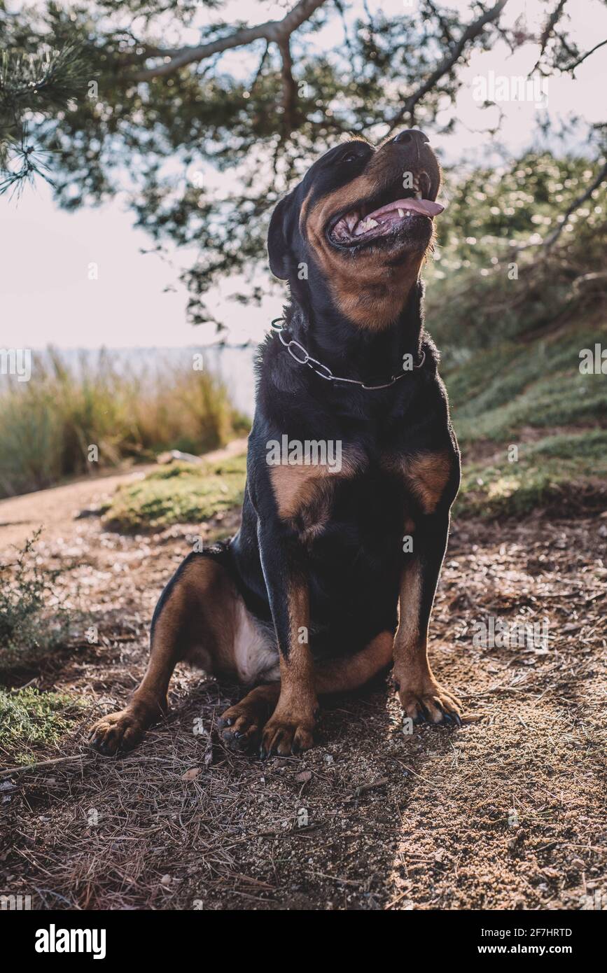An imposing American line rottweiler enjoying a day of hunting in the ...
