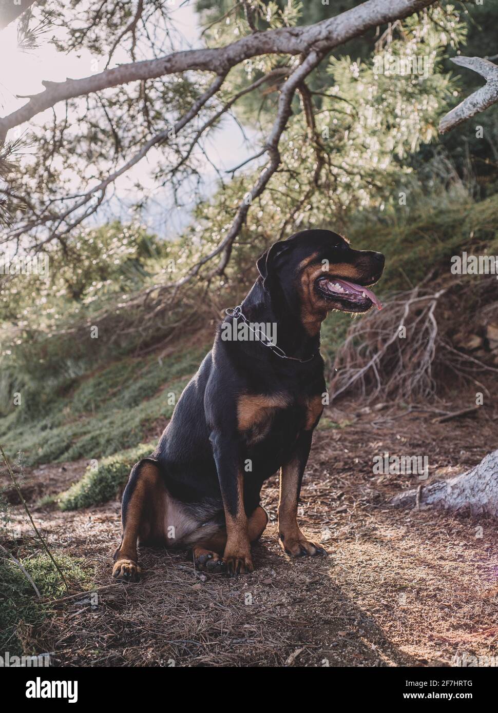 An imposing American line rottweiler enjoying a day of hunting in the ...