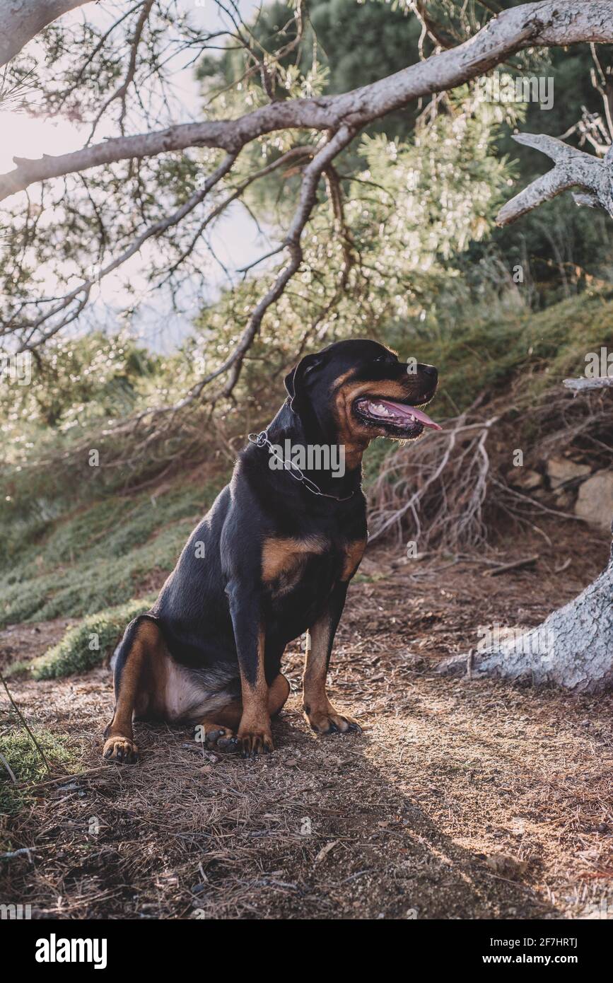 An imposing American line rottweiler enjoying a day of hunting in the ...