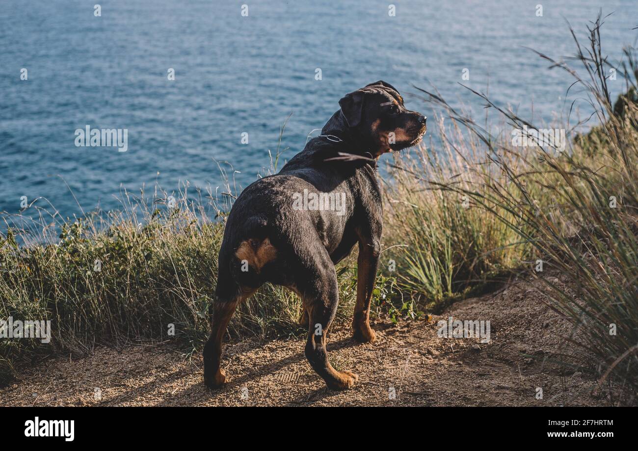 An imposing American line rottweiler enjoying a day of hunting in the ...