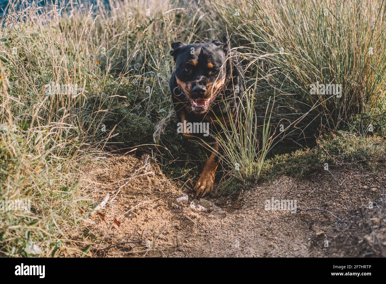 An imposing American line rottweiler enjoying a day of hunting in the ...