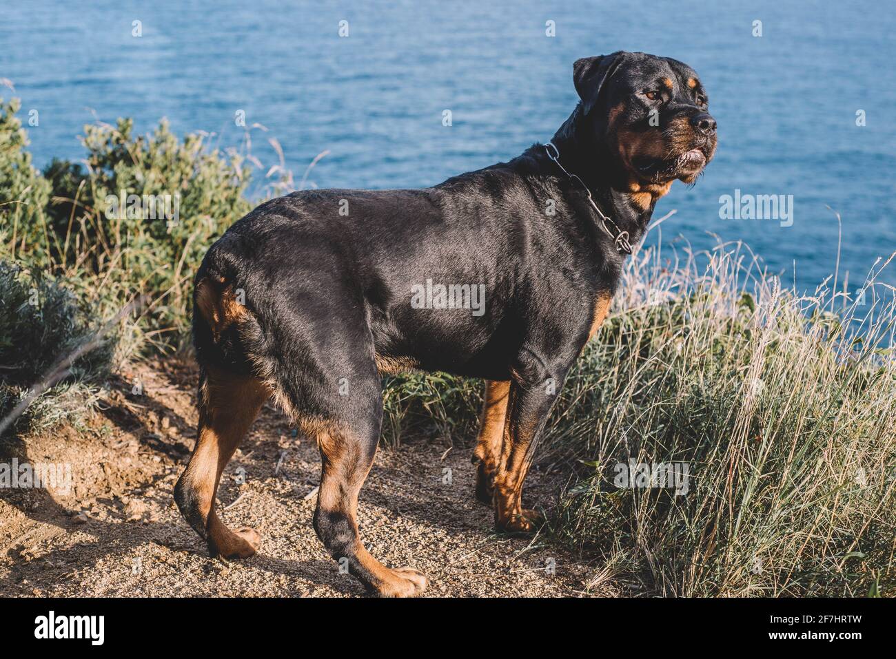 An imposing American line rottweiler enjoying a day of hunting in the ...