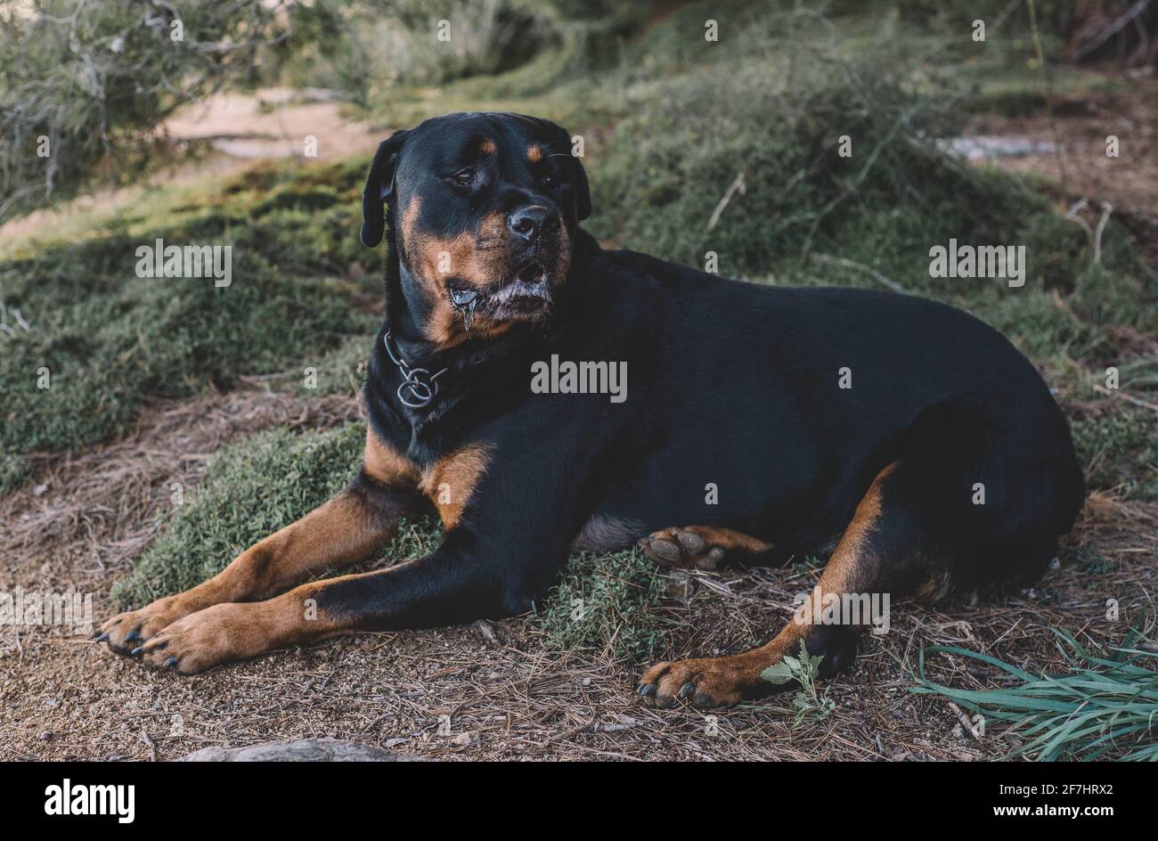 Are Rottweilers Hunters