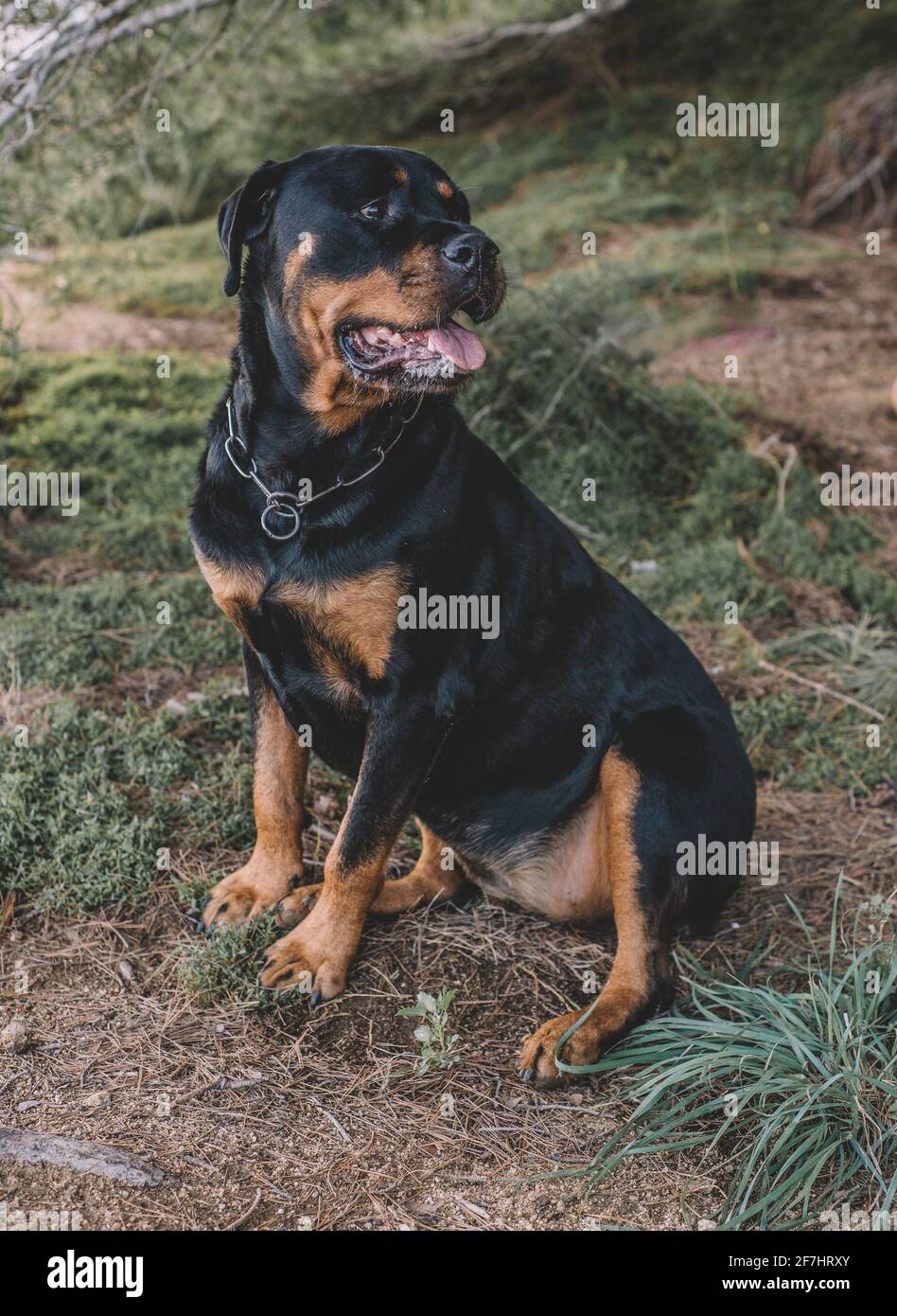 An imposing American line rottweiler enjoying a day of hunting in the ...
