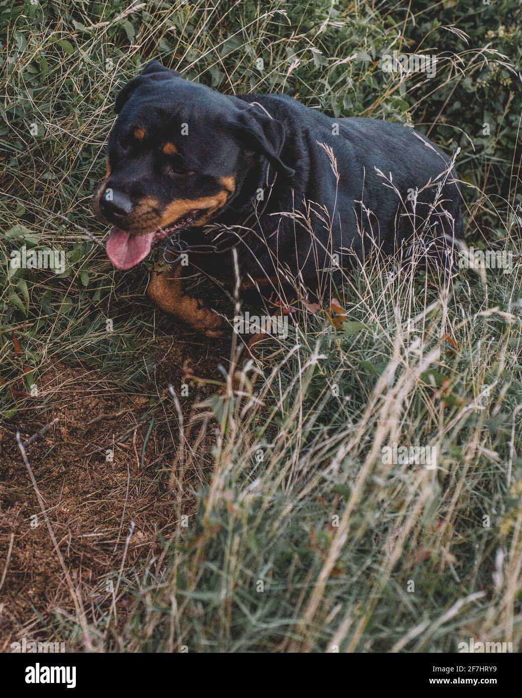 An imposing American line rottweiler enjoying a day of hunting in the ...