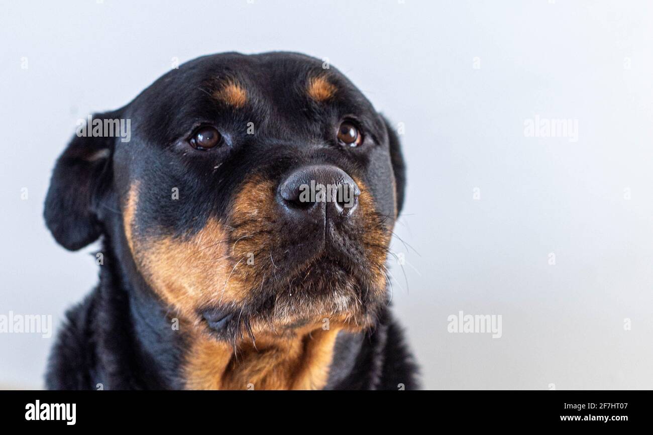 Photos of an imposing specimen of American line rottweiler Stock Photo ...
