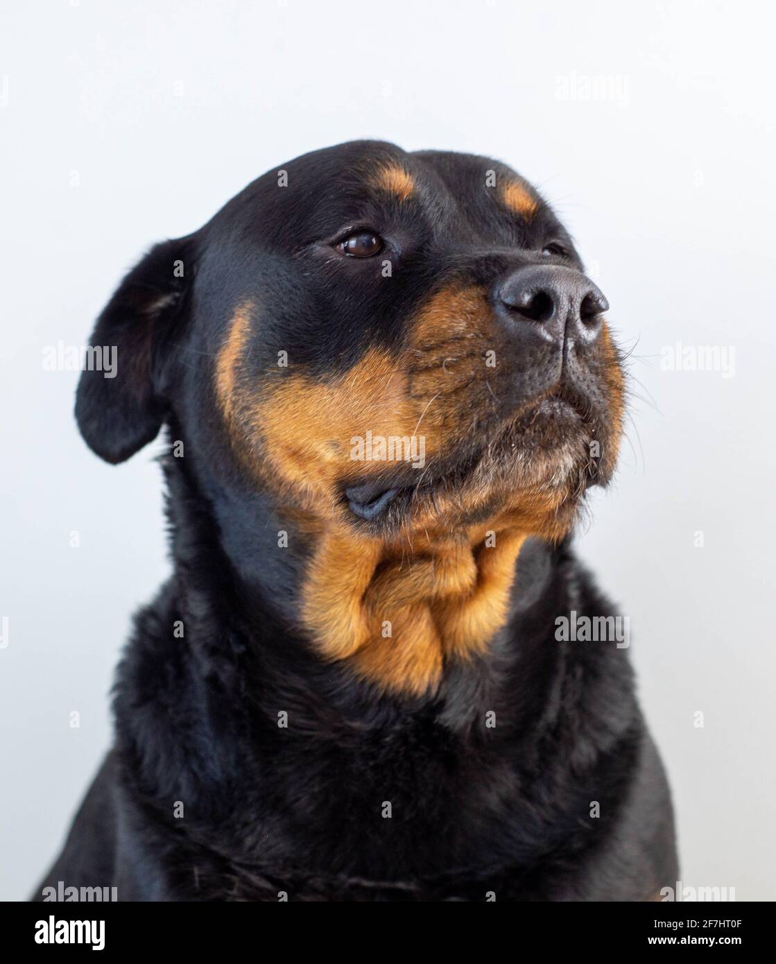 Photos of an imposing specimen of American line rottweiler Stock Photo ...