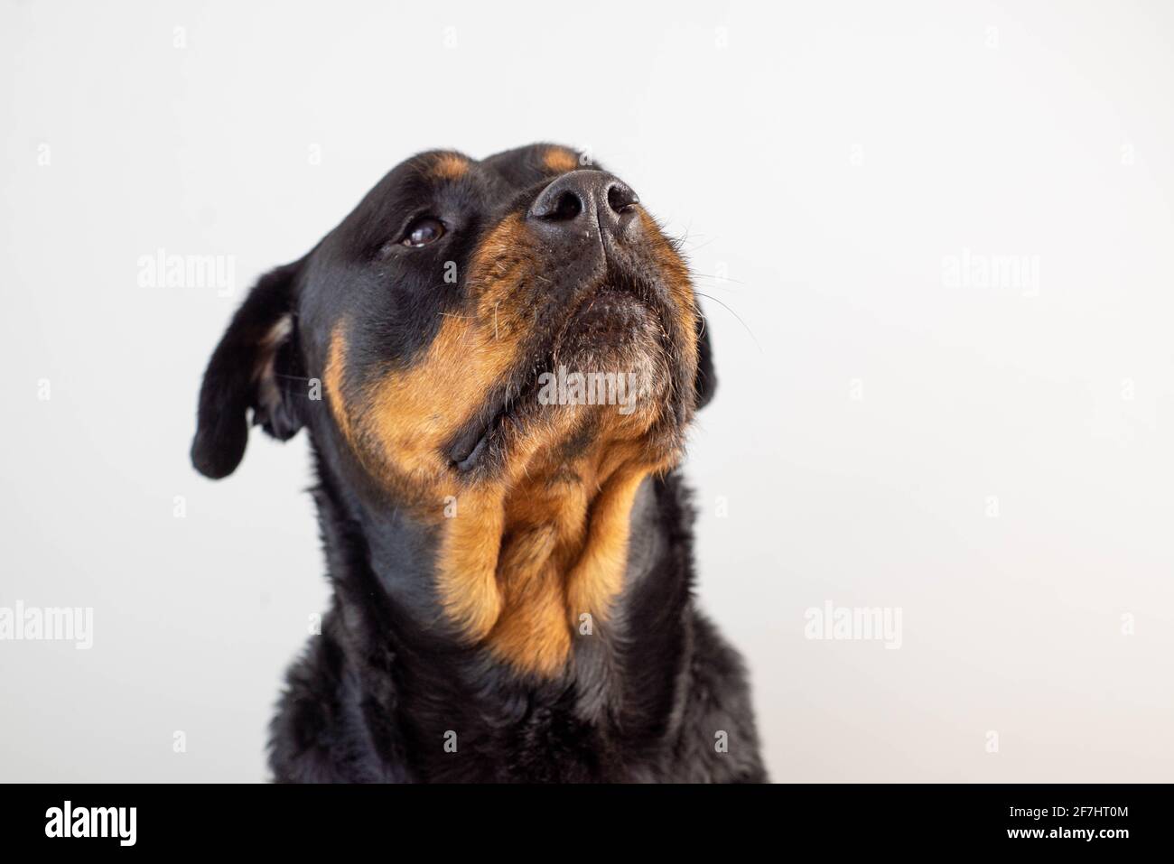 Photos of an imposing specimen of American line rottweiler Stock Photo ...